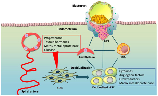 Biomolecules | Free Full-Text | The Regulators of Human Endometrial ...