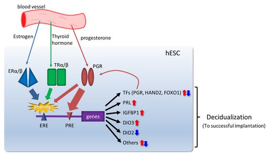 Biomolecules | Free Full-Text | The Regulators of Human Endometrial ...