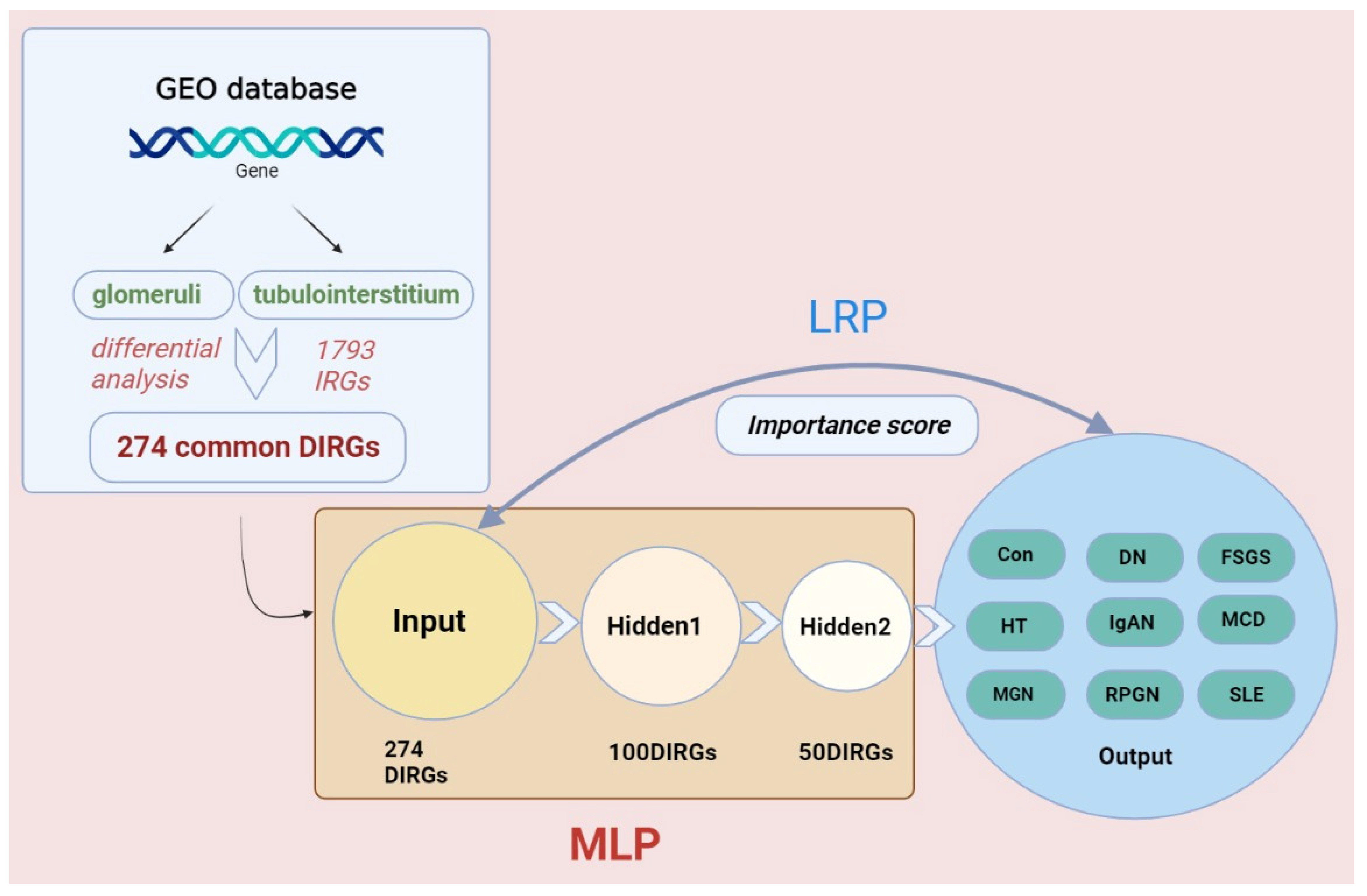 Identification of Unique Genetic Biomarkers of Various Subtypes of Glomerulonephritis Using ...
