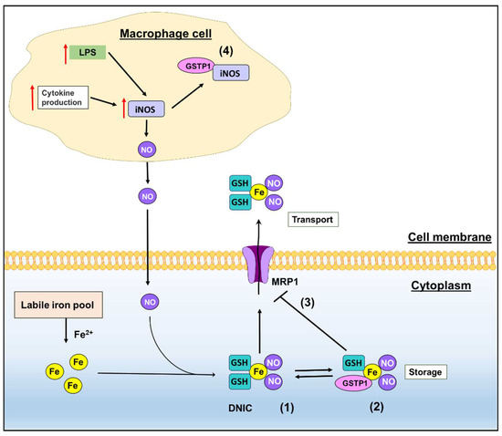 Biomolecules | Free Full-Text | Glutathione-S-Transferases as Potential ...