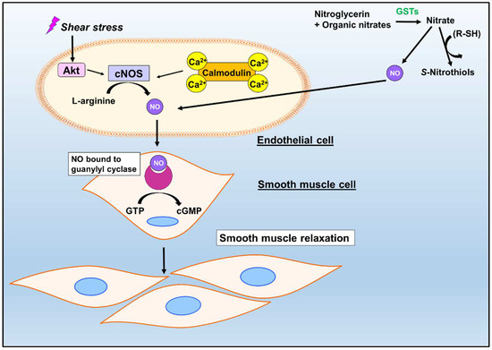 Biomolecules | Free Full-Text | Glutathione-S-Transferases as Potential ...