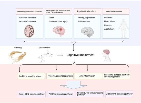 Biomolecules | Free Full-Text | Ginsenoside and Its Therapeutic Potential for Cognitive Impairment