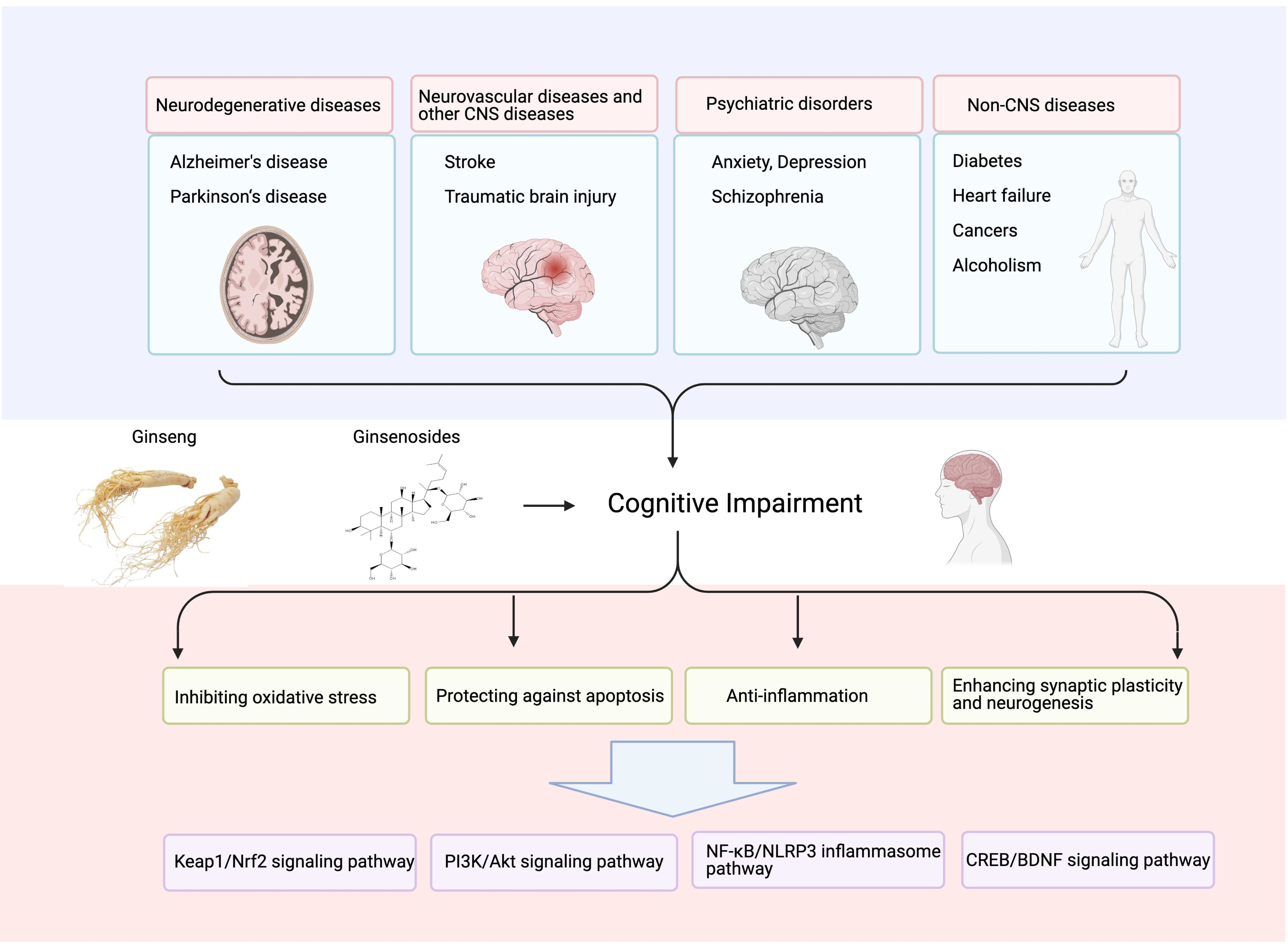 Biomolecules | Free Full-Text | Ginsenoside and Its Therapeutic ...