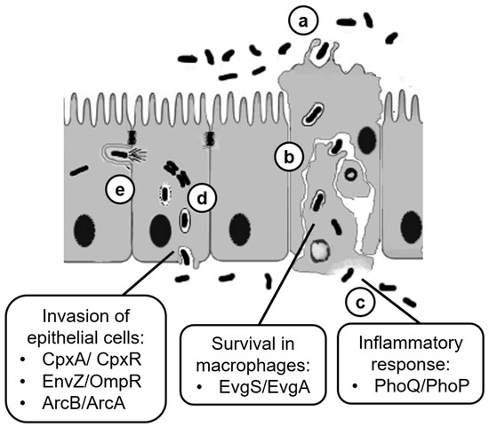 Roles of Two-Component Signal Transduction Systems in Shigella Virulence