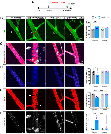 Fibrillin-1 Regulates Arteriole Integrity in the Retina