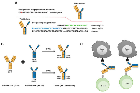Shortened Hinge Design of Fab x sdAb-Fc Bispecific Antibodies Enhances Redirected T-Cell Killing ...