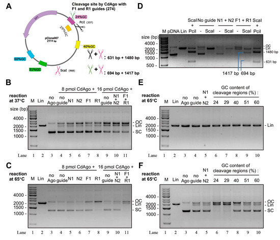 A Programmable, DNA-Exclusively-Guided Argonaute DNase and Its Higher ...