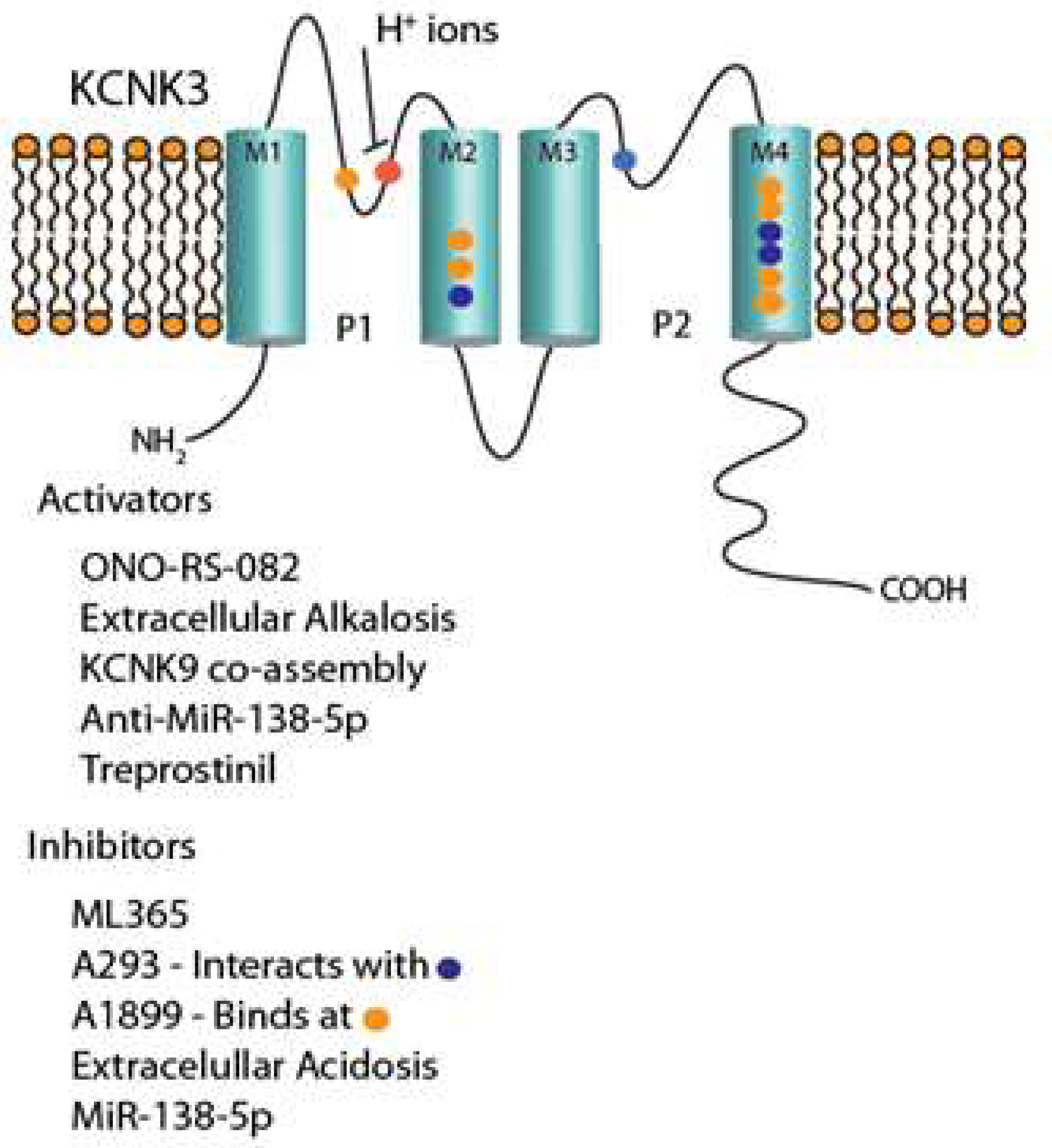 Potassium Channels as Therapeutic Targets in Pulmonary Arterial ... Potassium Channels as Therapeutic Targets in Pulmonary Arterial ...