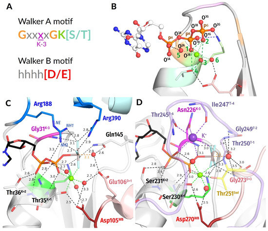 Common Patterns of Hydrolysis Initiation in P-loop Fold Nucleoside ...