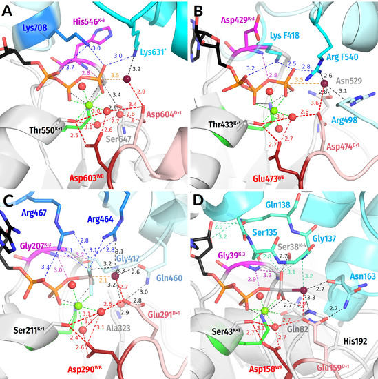 Biomolecules | Free Full-Text | Common Mechanism of Activated Catalysis ...