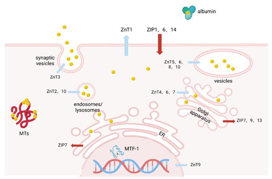 Biomolecules | Free Full-Text | Investigating the Role of Zinc in ...