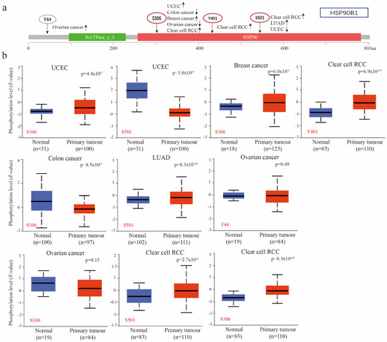 A Pan-Cancer Analysis of Heat-Shock Protein 90 Beta1(HSP90B1) in Human ...