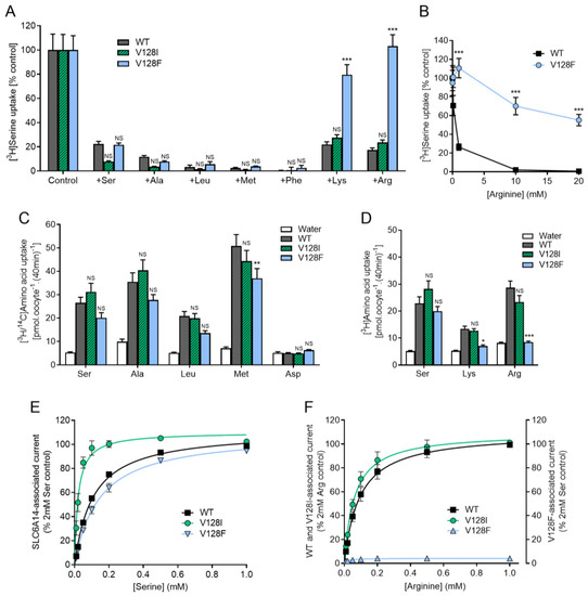 Reshaping the Binding Pocket of the Neurotransmitter:Solute Symporter ...