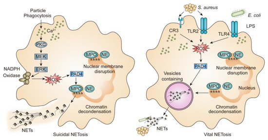Neutrophil Extracellular Traps (NETs) in Ocular Diseases: An Update