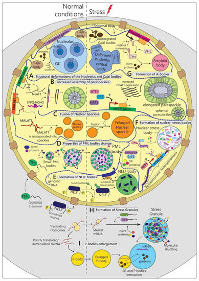 Biomolecules | Free Full-Text | Reorganization of Cell ...