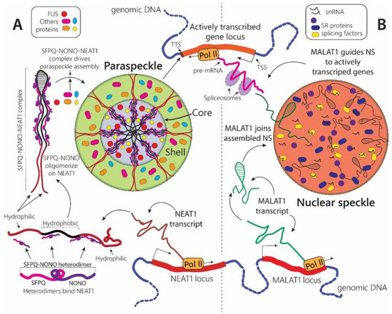 Reorganization of Cell Compartmentalization Induced by Stress