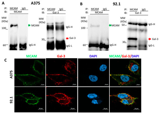 Galectin-3 Is a Natural Binding Ligand of MCAM (CD146, MUC18) in ...