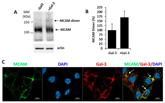 Galectin-3 Is a Natural Binding Ligand of MCAM (CD146, MUC18) in ...