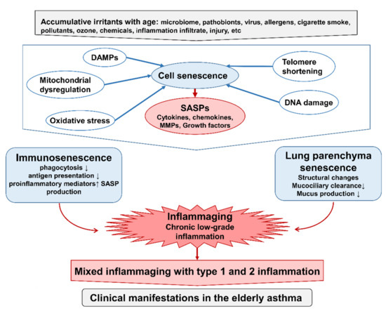 Immunosenescence, Inflammaging, and Lung Senescence in Asthma in the ...