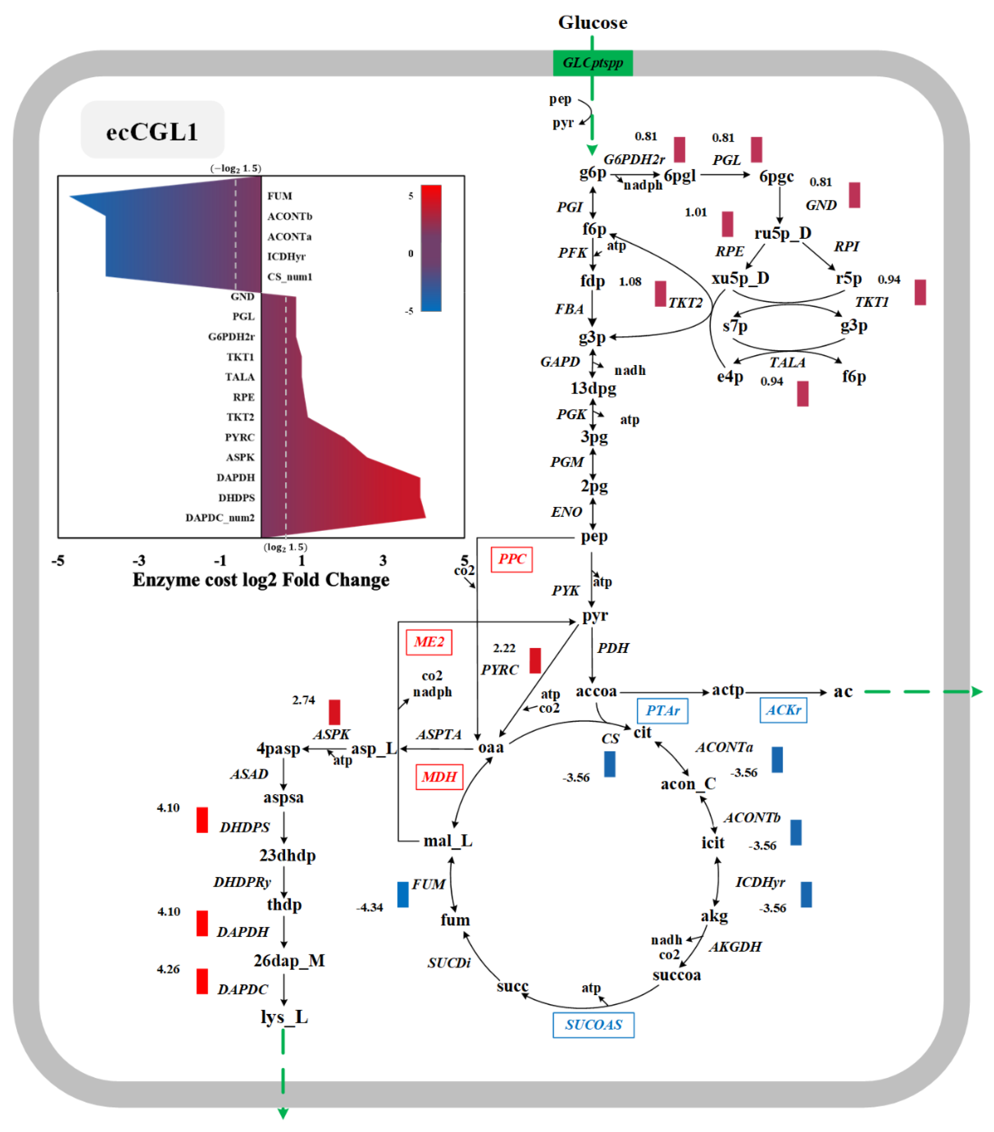 Biomolecules Free Full Text Construction And Analysis Of An Enzyme