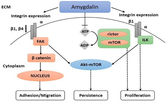 Amygdalin: A Review on Its Characteristics, Antioxidant Potential ...