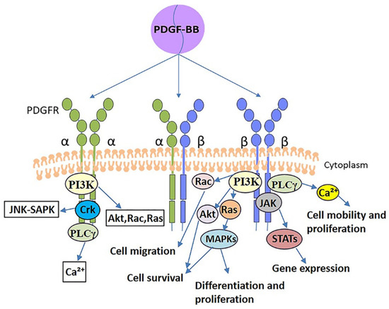 A Promising Candidate in Tendon Healing Events—PDGF-BB