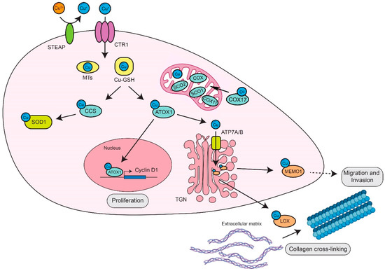 Copper-Dependent Kinases and Their Role in Cancer Inception ...