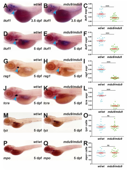 Zebrafish Model of Severe Combined Immunodeficiency (SCID) Due to JAK3 ...