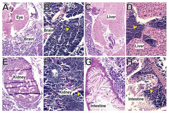 Zebrafish Model of Severe Combined Immunodeficiency (SCID) Due to JAK3 ...