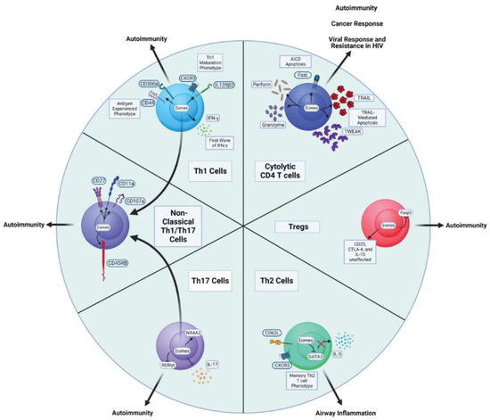 Regulation of CD4 T Cell Responses by the Transcription Factor Eomesodermin