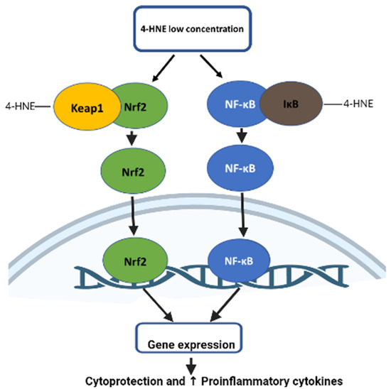 Electrophilic Aldehyde 4-Hydroxy-2-Nonenal Mediated Signaling and ...