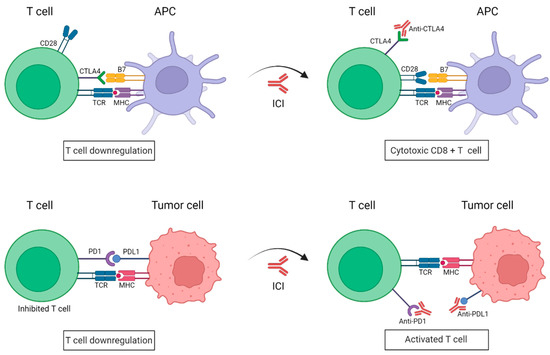 Immune Checkpoint Inhibitors and RAS–ERK Pathway-Targeted Drugs as ...