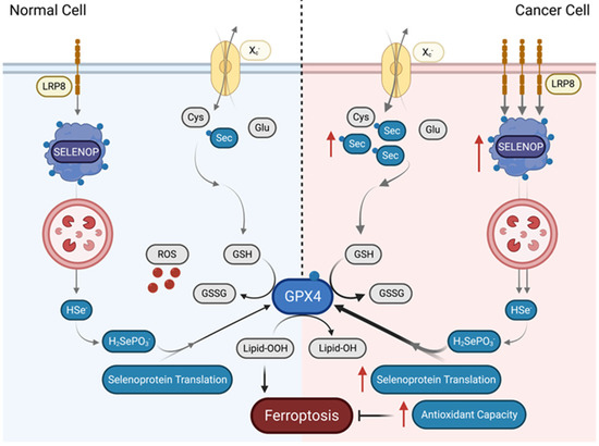 Metabolism of Selenium, Selenocysteine, and Selenoproteins in ...