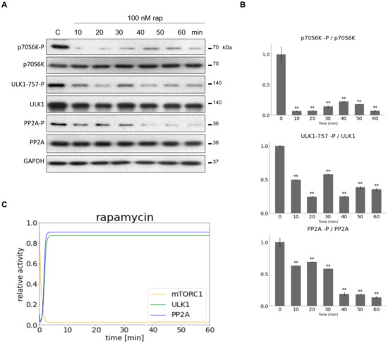 Fine-Tuning of mTORC1-ULK1-PP2A Regulatory Triangle Is Crucial for Robust Autophagic Response ...