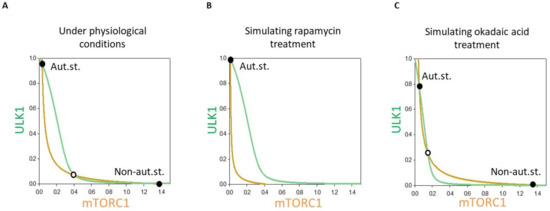 Fine-Tuning of mTORC1-ULK1-PP2A Regulatory Triangle Is Crucial for Robust Autophagic Response ...