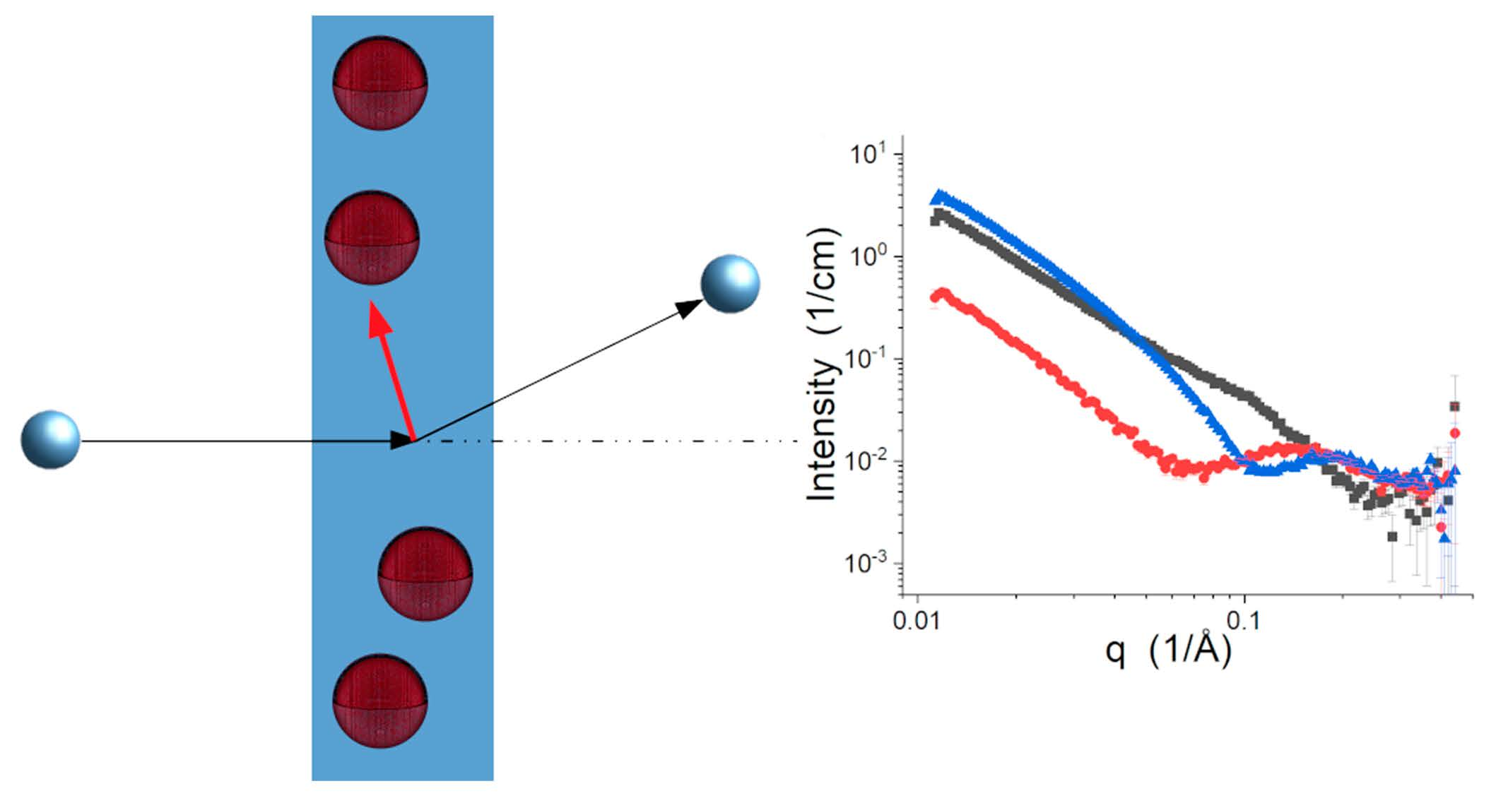 Biomolecules | Free Full-Text | Small-Angle Neutron Scattering for Studying Lipid Bilayer Membranes