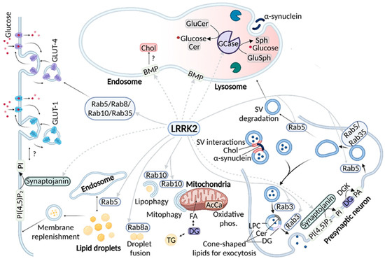 LRRK2 and Lipid Pathways: Implications for Parkinson’s Disease