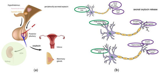 Oxytocin A Multi Functional Biomolecule With Potential Actions In Dysfunctional Conditions