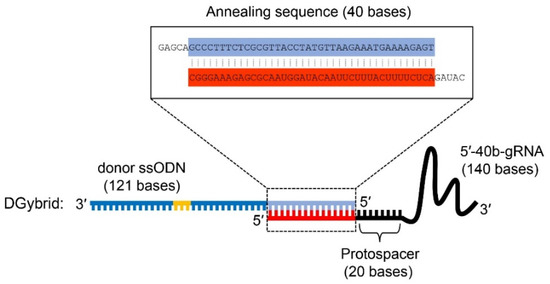 Improving Precise Genome Editing Using Donor DNA/gRNA Hybrid Duplex Generated by Complementary Bases
