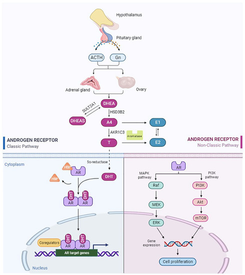 Androgen Signaling in Uterine Diseases: New Insights and New Targets