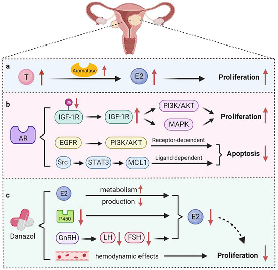Androgen Signaling in Uterine Diseases: New Insights and New Targets