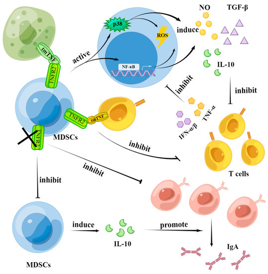 The Function and Therapeutic Implications of TNF Signaling in MDSCs