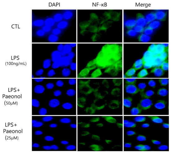 Biomolecules | Free Full-Text | Beneficial Effect of Paeonol on ...