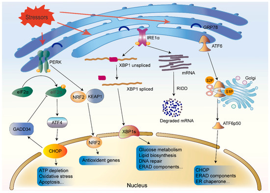 Endoplasmic Reticulum Stress in Chronic Obstructive Pulmonary Disease ...