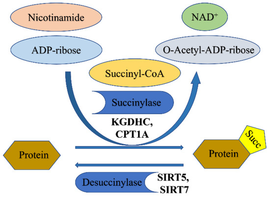 Post-Translational Modifications by Lipid Metabolites during the DNA ...