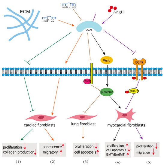 Osteoglycin: An ECM Factor Regulating Fibrosis and Tumorigenesis