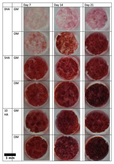 Digital Light Processing 3D Printing of Gyroid Scaffold with Isosorbide-Based Photopolymer for ...