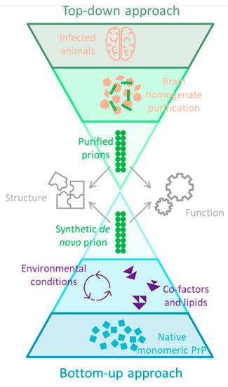 Essential Components of Synthetic Infectious Prion Formation De Novo