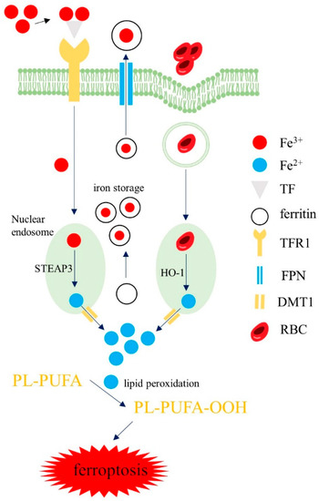 The Role of Macrophage Iron Overload and Ferroptosis in Atherosclerosis