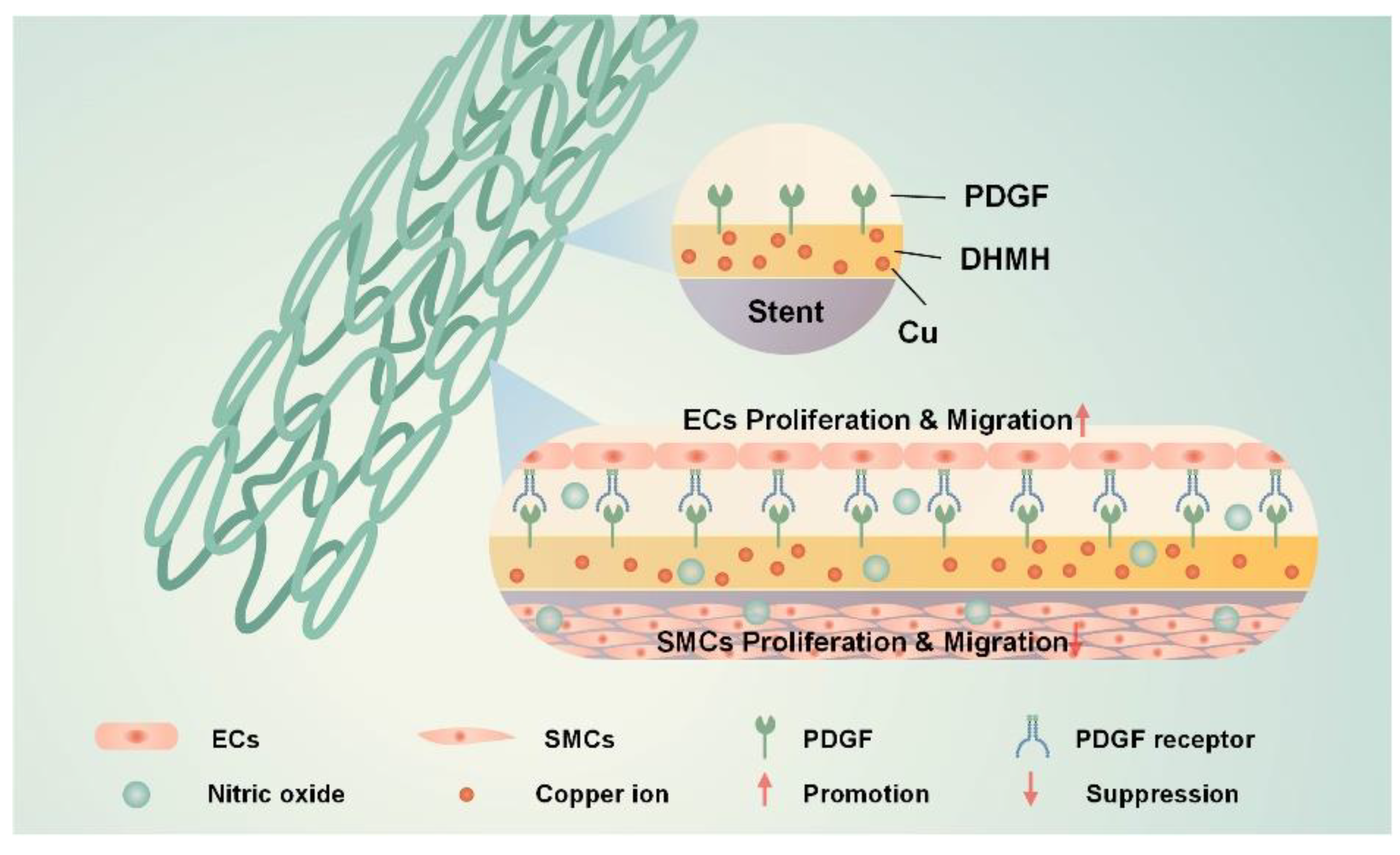 Biomolecules Free Full Text Combinational Growth Factor And Gas